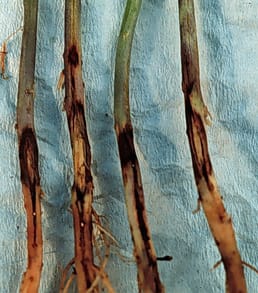 Seedling Diseases of Soybeans - Peterson