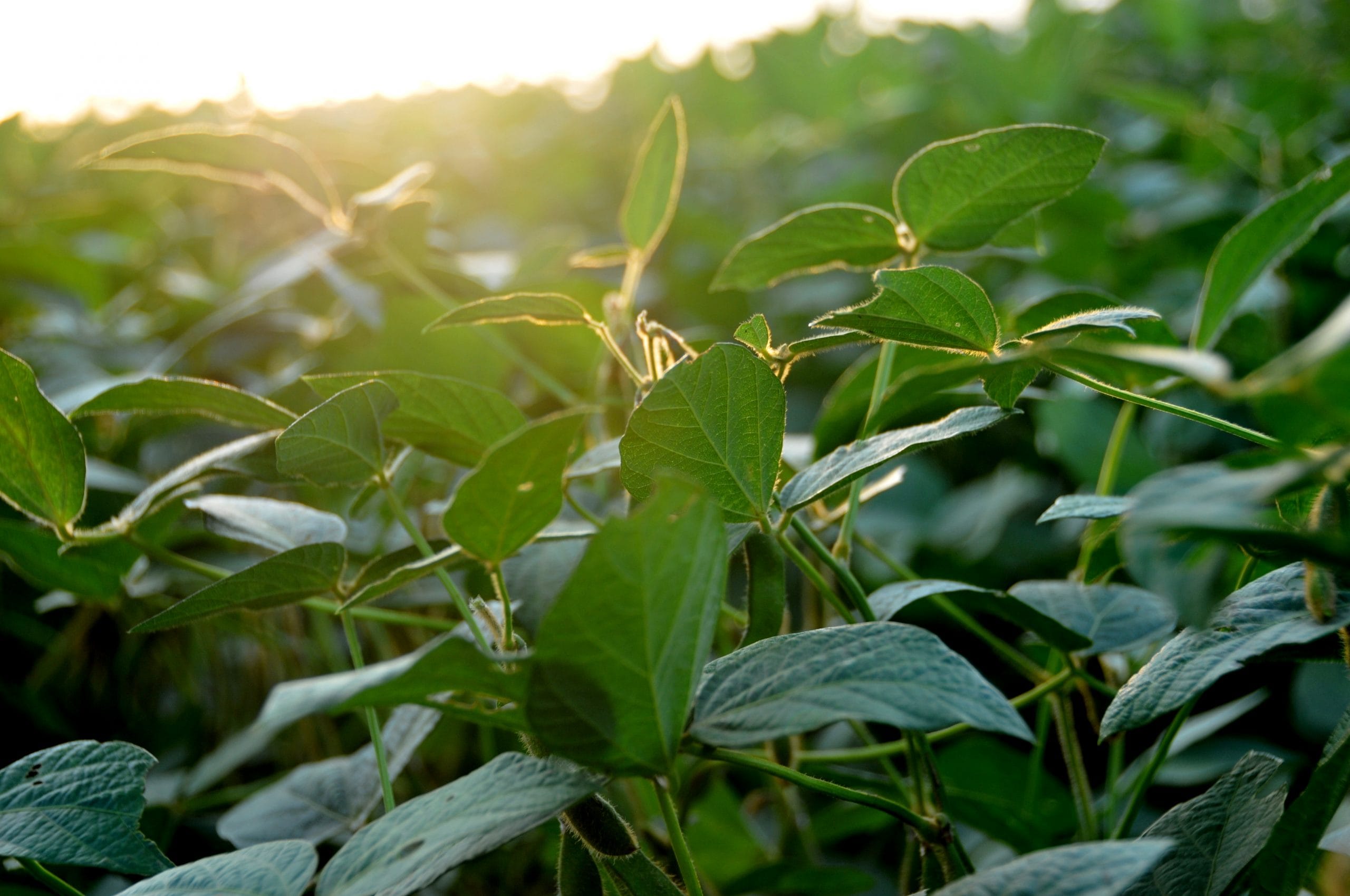 Adam's Soybean Growth Stages Guide - Peterson