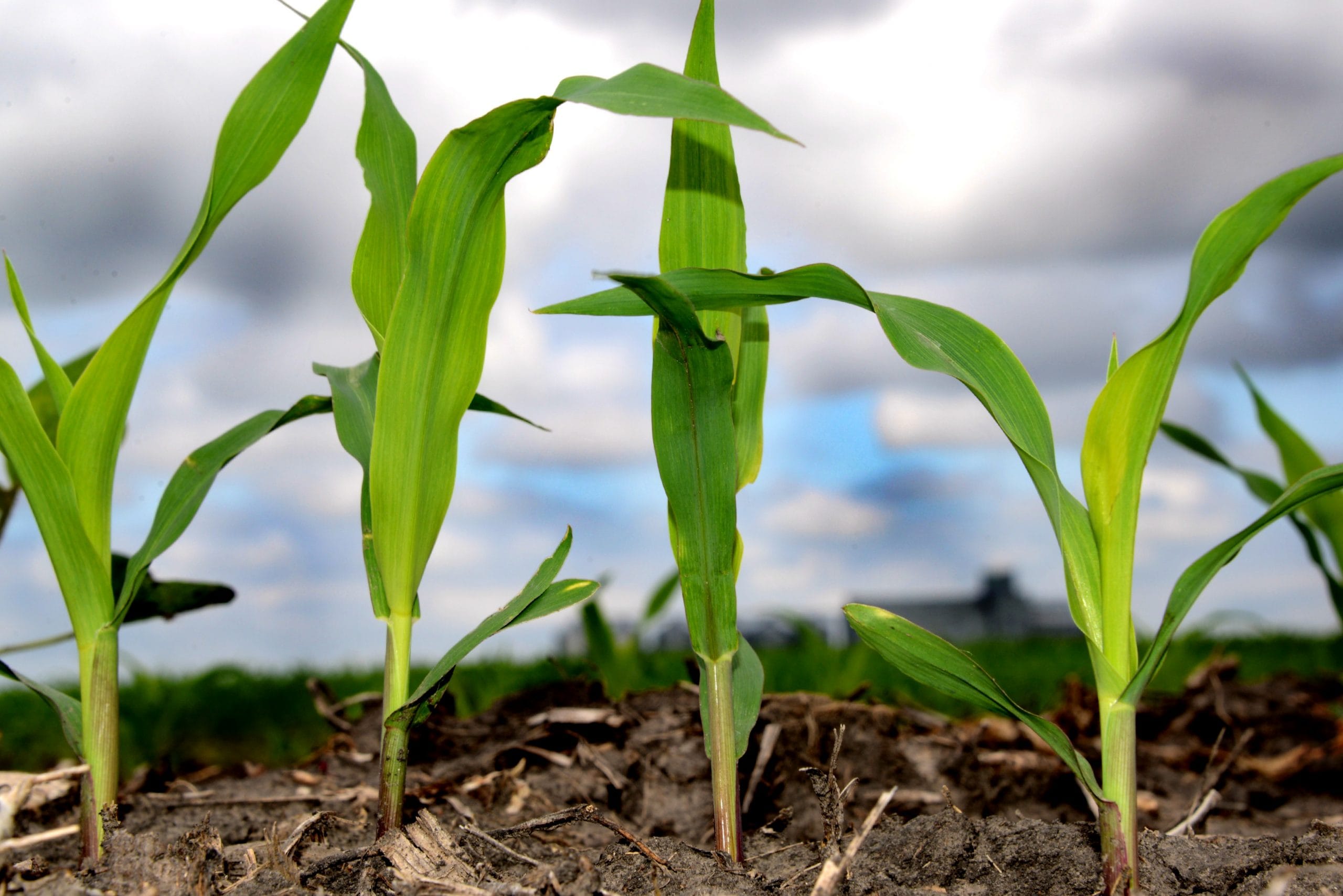 Use Multiple Year Data to Make Seed Decisions - Peterson