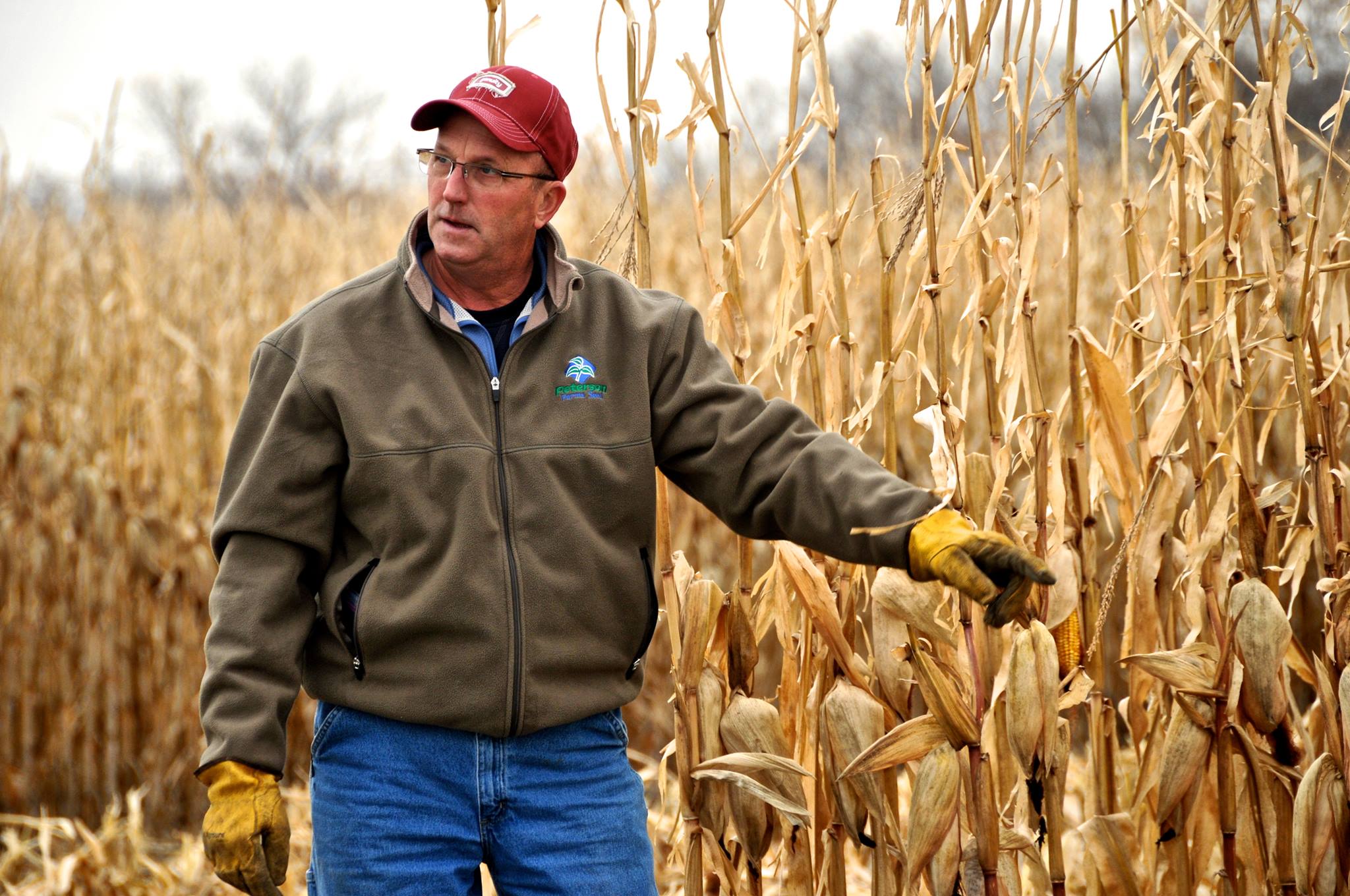 Selecting Corn Hybrids: More Than Just A Checklist