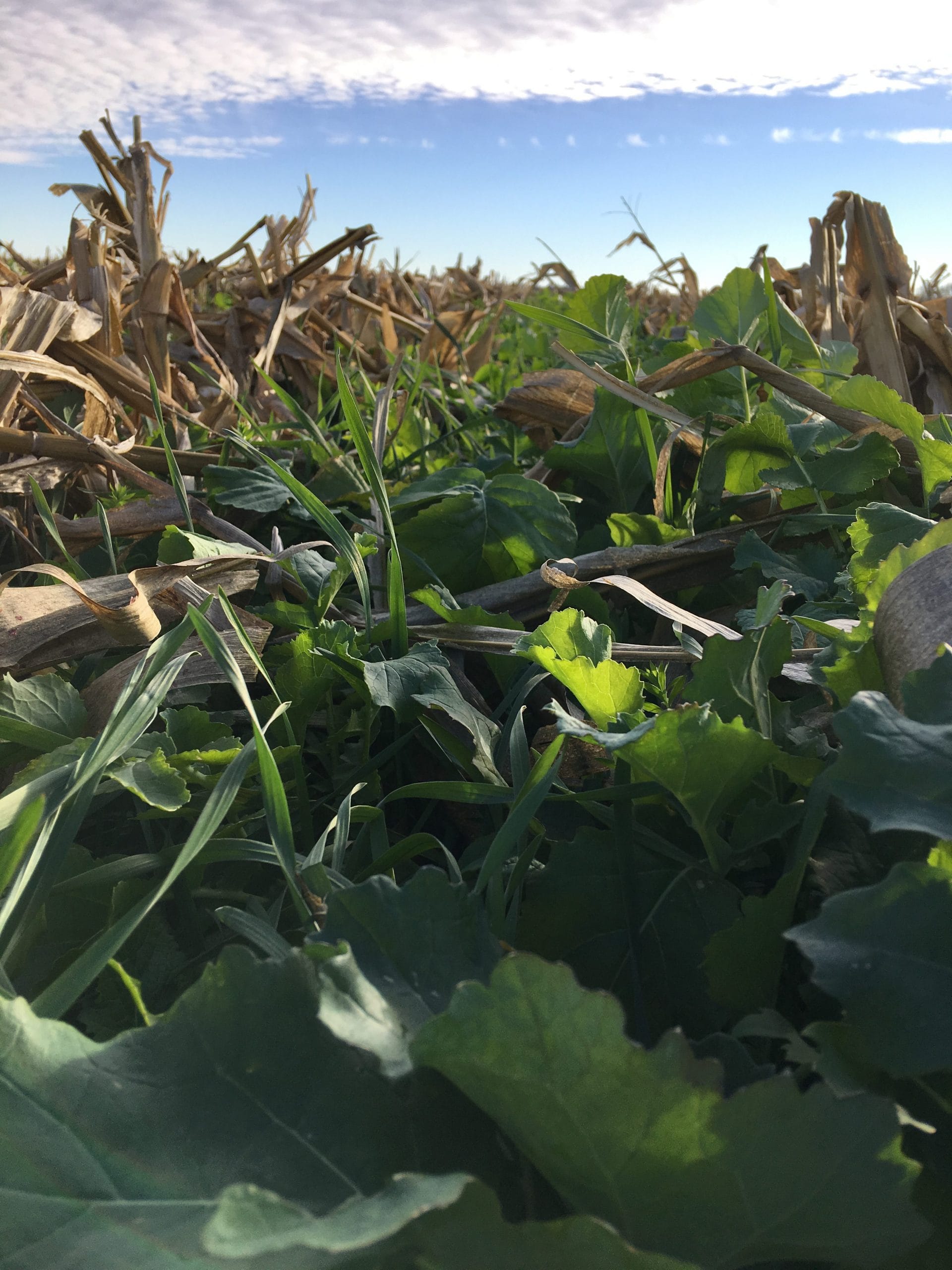 How to Fit Cover Crops into a Corn-Soybean Rotation - Peterson