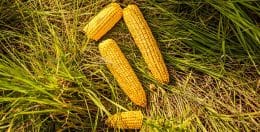 Higher-Yield Corn | Peterson Corn Hybrids