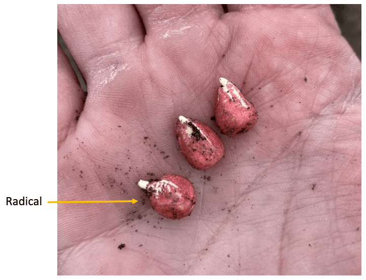 Corn Growth Stages: V1 to V5 - Emergence through 30 Days of Life