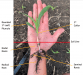 Corn Growth Stages: V1 to V5 - Emergence through 30 Days of Life