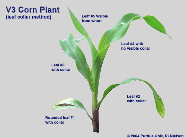 Corn Growth Stages: V1 to V5 - Emergence through 30 Days of Life