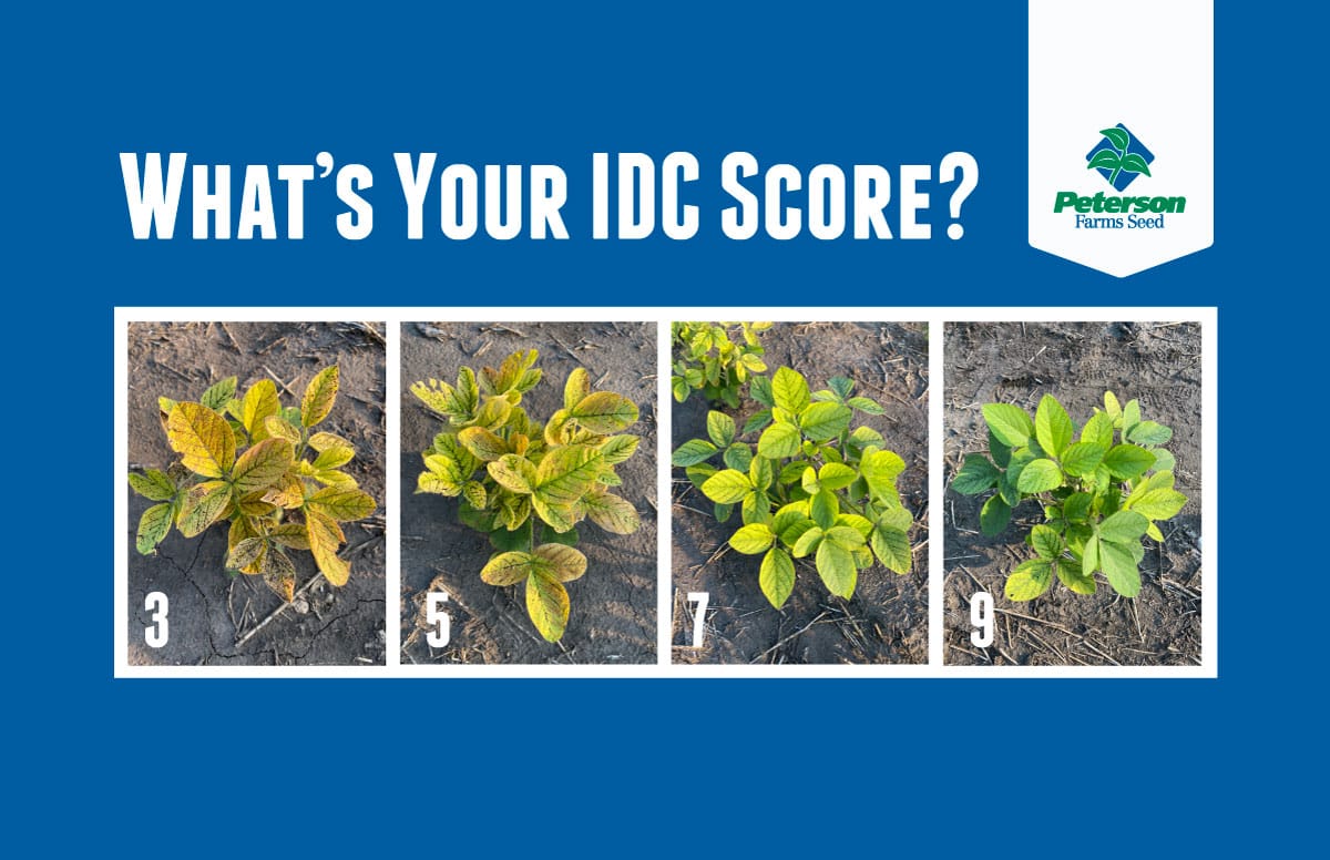 What's Your IDC Score? - Peterson