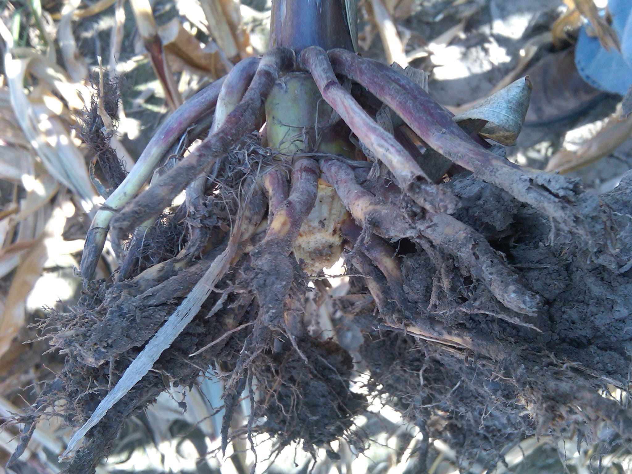 Corn Rootworm: The Most Corn-on-Corn Since 2012 and a Renewed Interest ...