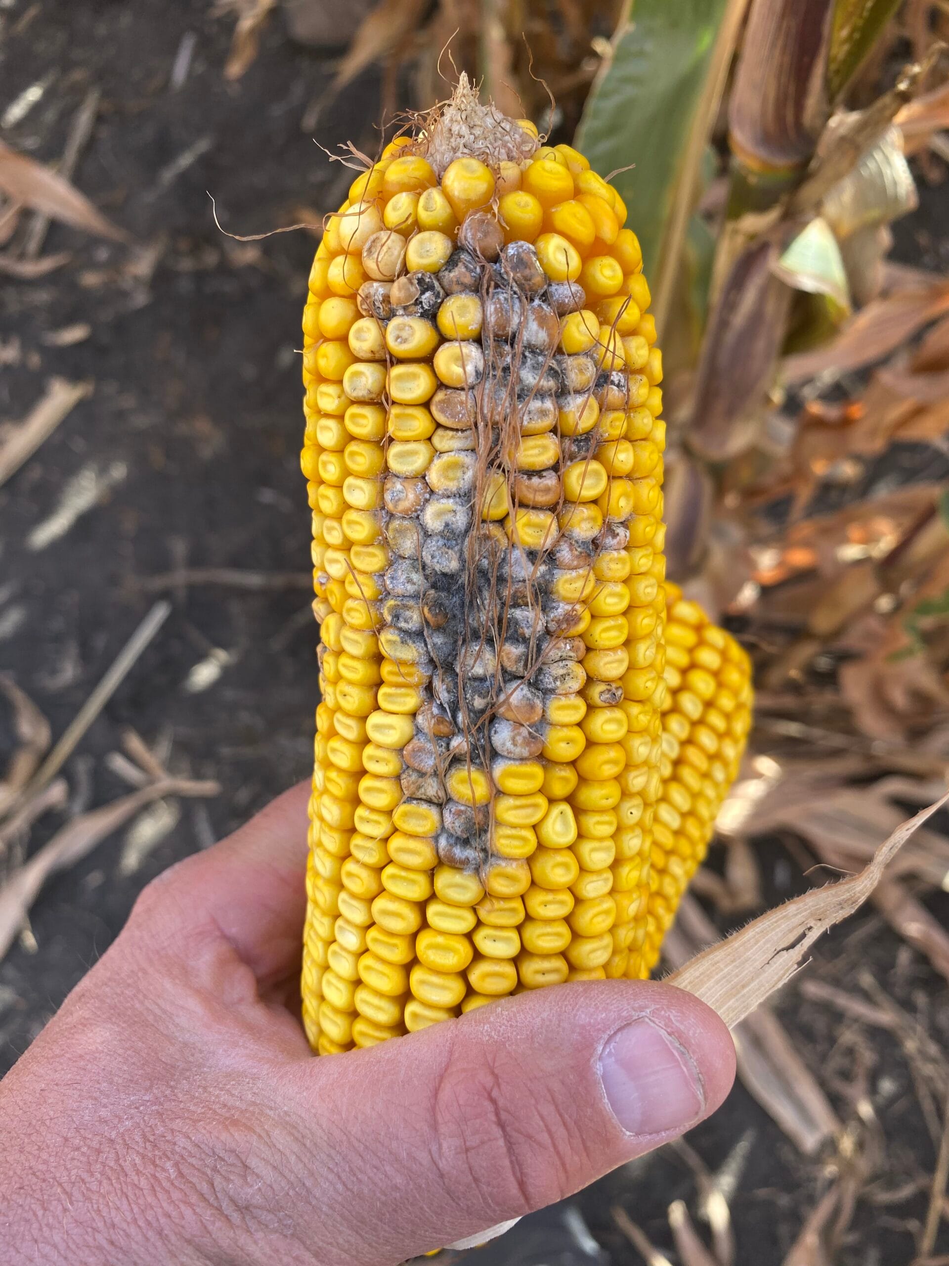 Fusarium Ear Rot: More Than Normal In '24? - Peterson