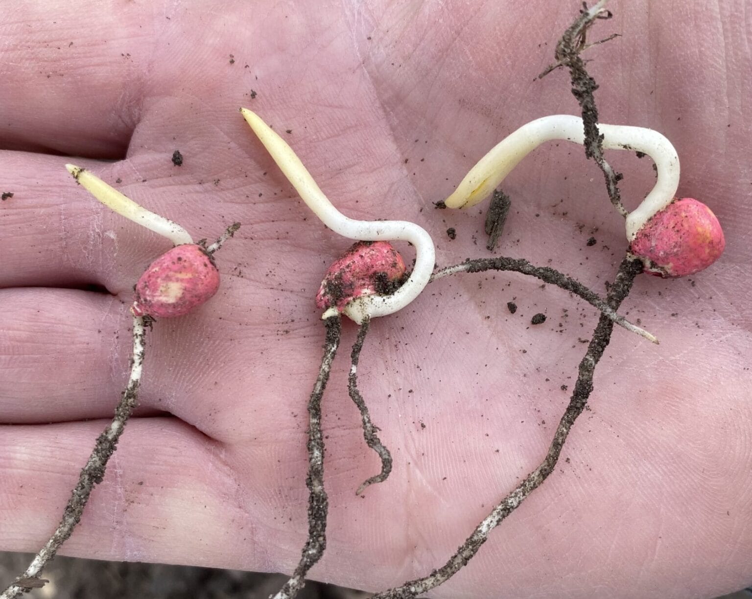 Cold Shock at Planting: How to Prevent Imbibitional Chill in Corn and ...