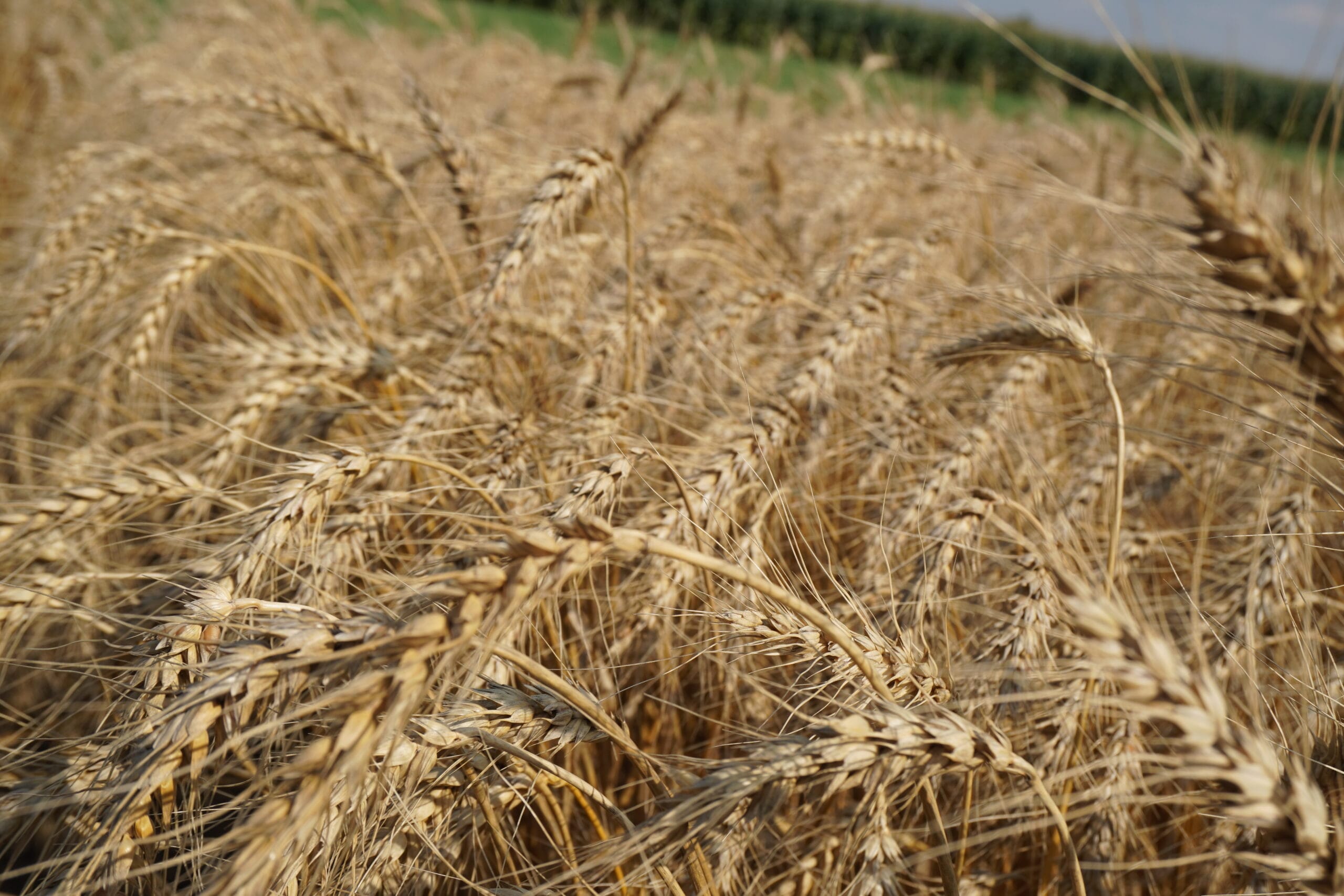 How to Balance Yield and Protein in Wheat - Peterson