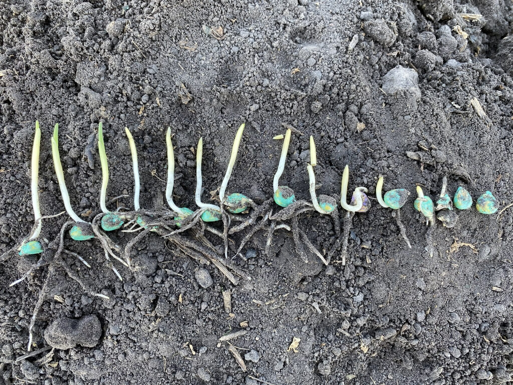 Cold Shock at Planting: How to Prevent Imbibitional Chill in Corn and ...